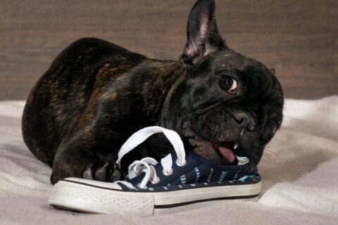 Why Dogs Chew Stuff, And How To Encourage Appropriate Chewing ...