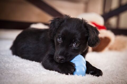 Why Dogs Chew Stuff, And How To Encourage Appropriate Chewing ...