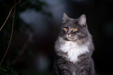 10 Reasons Your Cat Cries Or Meows At Night (and What To Do About It ...