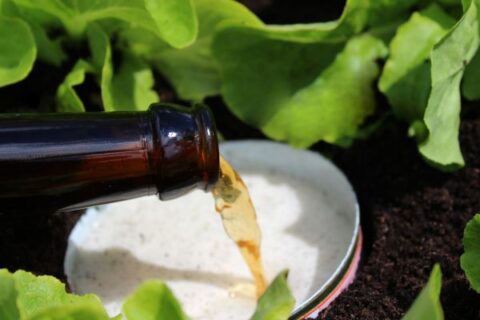 Why Slug Bait Is Poisonous To Cats And Dogs, Plus 9 Slug Control ...