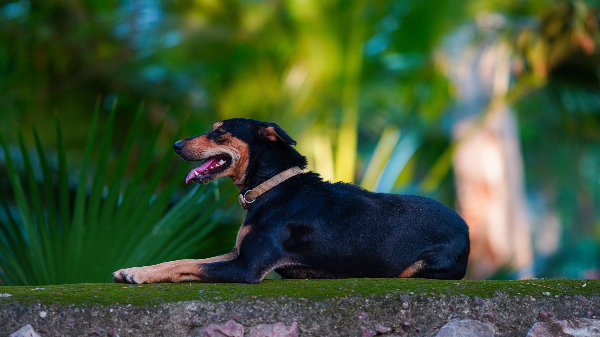 Join Us At The Seattle Furry 5k! | Atlantic Veterinary Hospital
