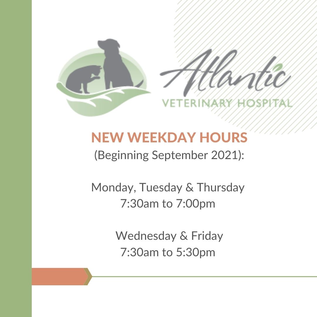 Our Hospital Hours Are Changing: How & Why | Atlantic Veterinary Hospital