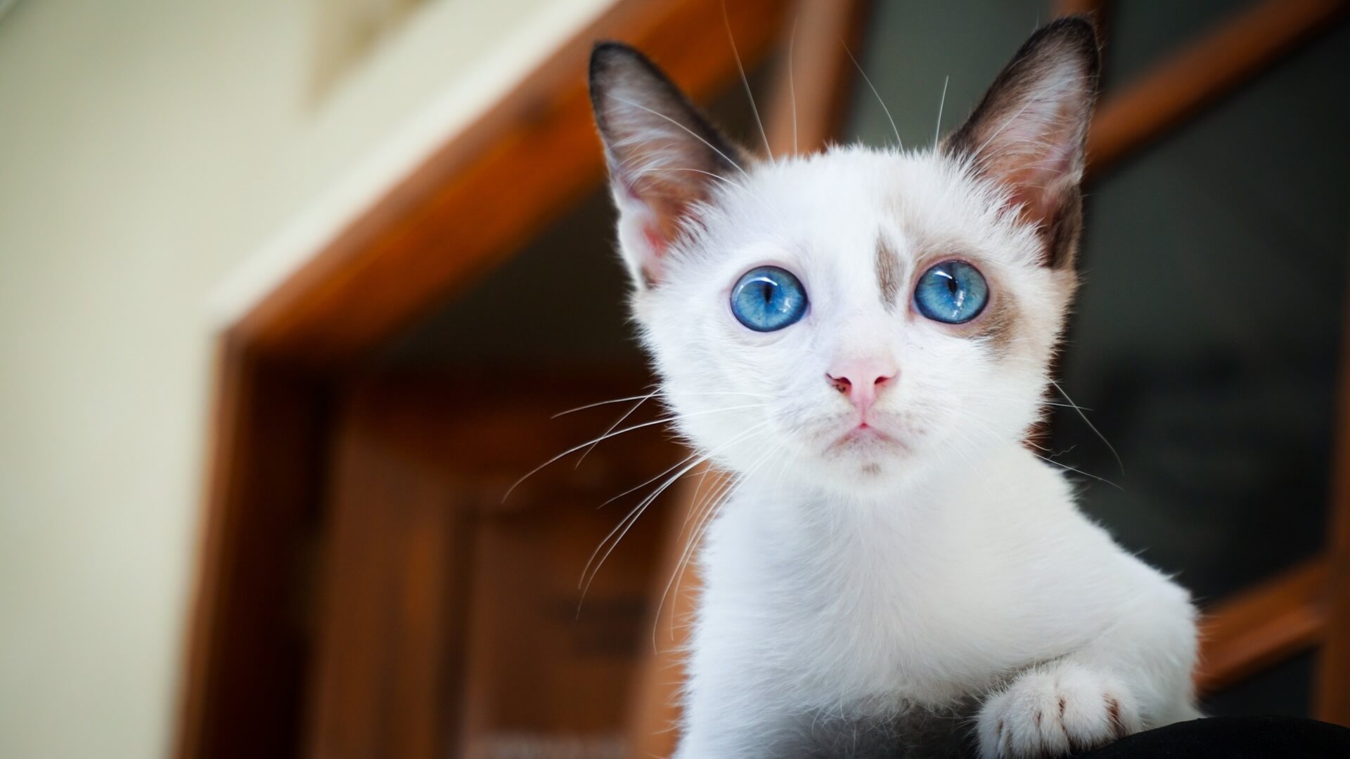 ACL Injuries In Dogs And Cats | Atlantic Veterinary Hospital